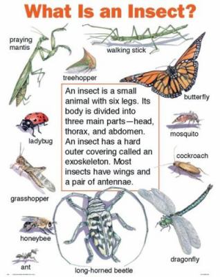 What Is an Insect? Chart book: 9780768213652