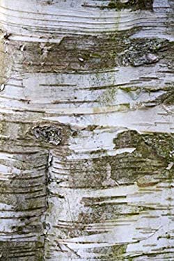The Bark of a Birch Tree in the Woods Journal: Take Notes, Write Down ...