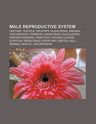Male Reproductive System: Urethra, Testicle, Prostate, Glans Penis ...