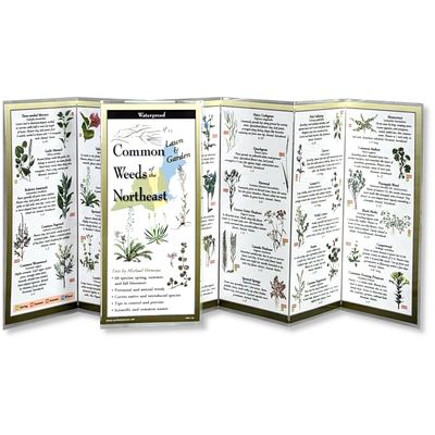 Earth Sky + Water FoldingGuide™ - Common Weeds of the Northeast - 10 ...