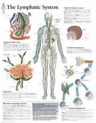 The Lymphatic System Chart: Wall Chart copy: 9781930633902