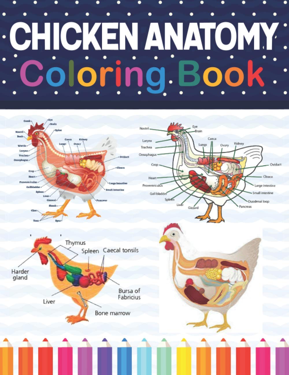 Chicken Anatomy Coloring Book : Chicken Anatomy and Veterinary ...